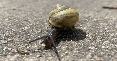How Do Snails Reproduce Learn About Nature