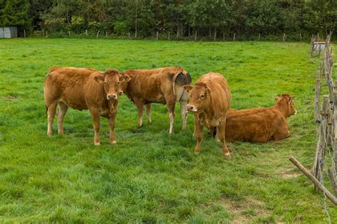 Kühe Gras Bauernhof Kostenloses Foto auf Pixabay Pixabay