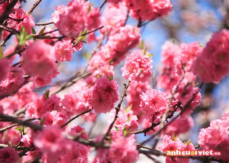 Tổng hợp với hơn 91 hình nền hoa mai siêu đẹp Co Created English