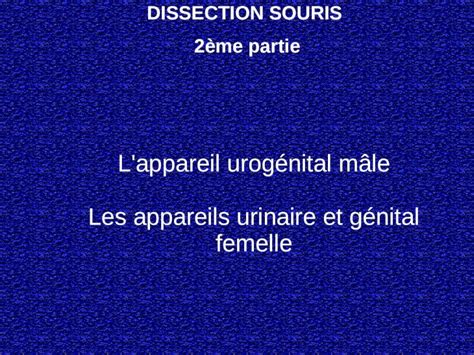 PPT DISSECTION SOURIS 2ème partie L appareil urogénital mâle Les