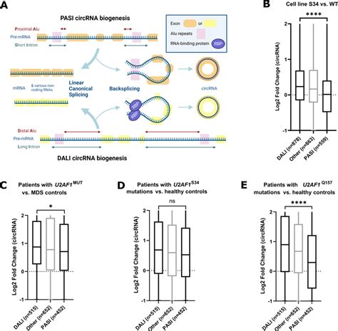 Circrna Biogenesis Is Associated With Differences In The Effect Of