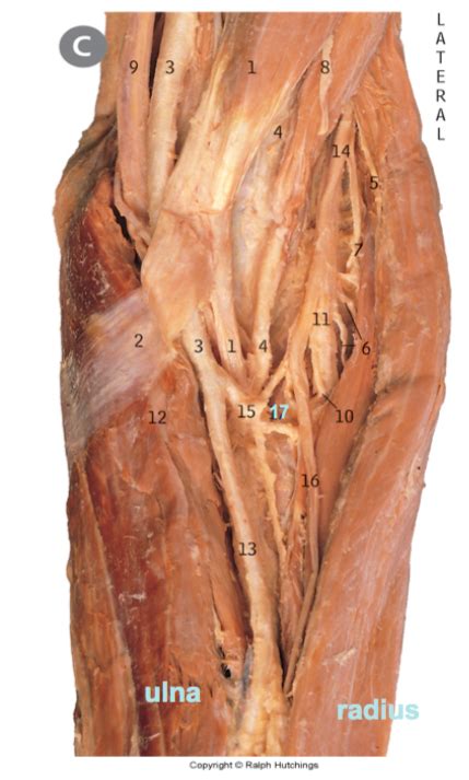 Elbow Cadaver Diagram Quizlet