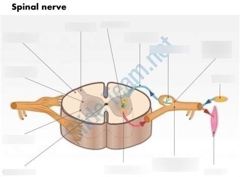 Spinal Nerve Diagram Quizlet