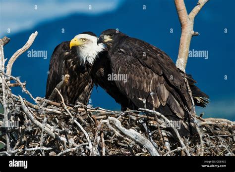 Bald Eagle Haliaeetus Leucocephalus Nesting Yukon Canada Stock Photo