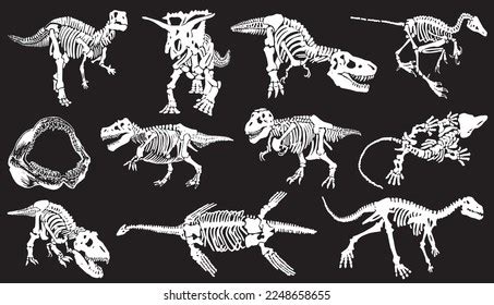 Graphical Illustration Set Dinosaur Skeletons Isolated Stock Vector