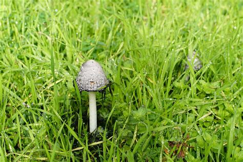 Trawa Mokry Grzyb Czernidłak Darmowe zdjęcie na Pixabay Pixabay