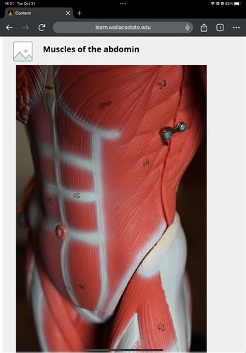 Muscles Of Torso Flashcards Quizlet