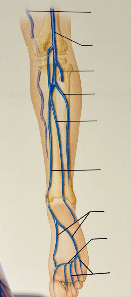Veins Of The Right Lower Limb Posterior View Diagram Quizlet