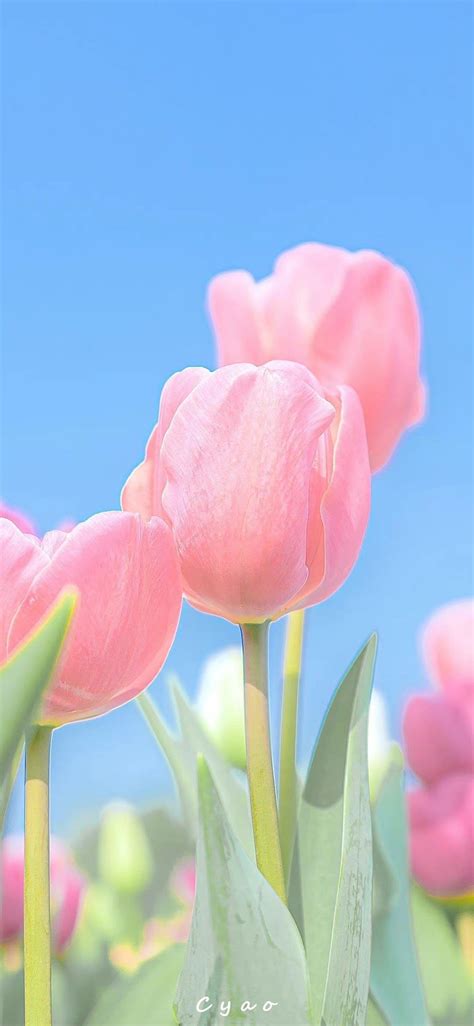 Top H Nh N N Hoa Tulip P Nh T