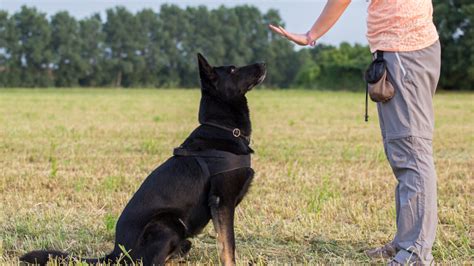 Comment Se Faire Sucer Par Son Chien Communaut Mcms
