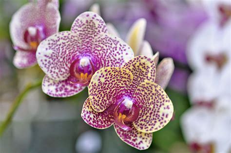 Variété d orchidée toutes les espèces et sortes d orchidées Détente