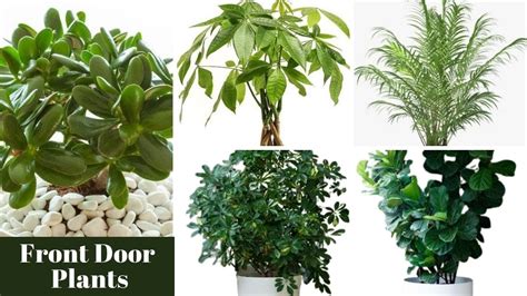 10 Best Feng Shui Plants For The Front Door Lucky Houseplants Front