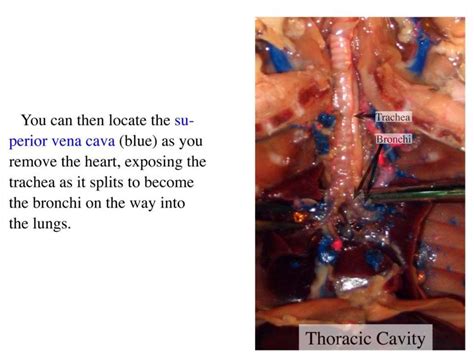 Rat Dissection Online Presentation