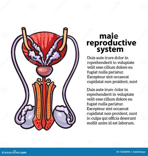 Male Reproductive System Stock Vector Illustration Of Diagram 72208496