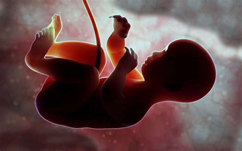 Embryologie formation du cœur Dossier
