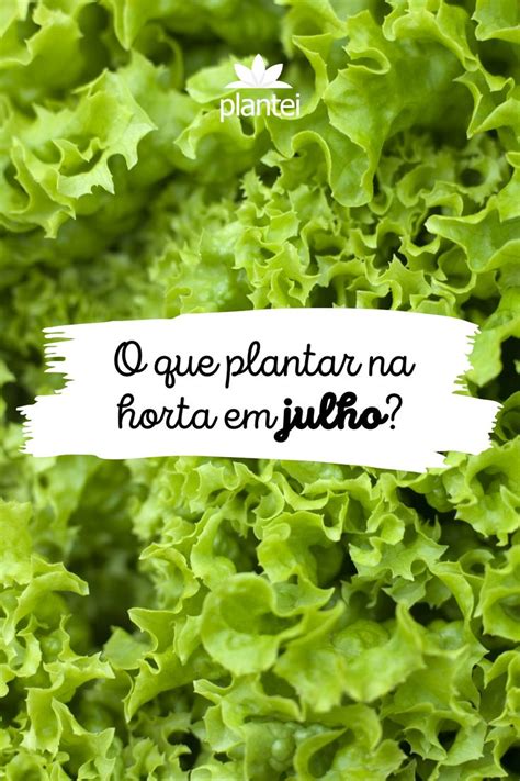 Mês a mês o que plantar na horta Blog da Plantei Como fazer horta