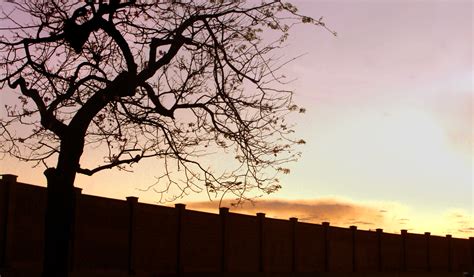 Hintergrundbilder Sonnenlicht Blätter dunkel Sonnenuntergang