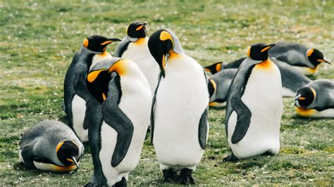 Antarctica Melting 4 Of 5 Emperor Penguin Colonies Saw No Chicks