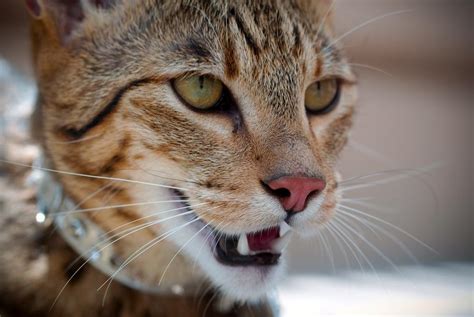 Por qué mi gato tiene arcadas 4 pasos