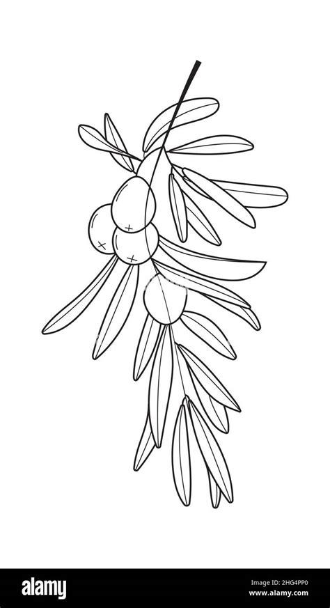 Olive Branch Vector In Doodle Sketch Style Black Minimal Single Line