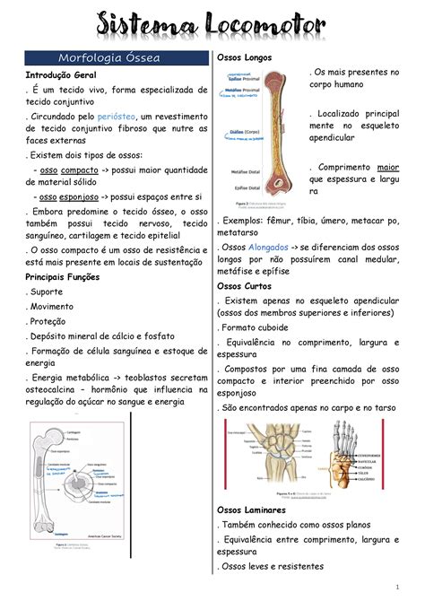 2 Sistema Locomotor resumo 1 Sistema Locomotor Morfologia Óssea