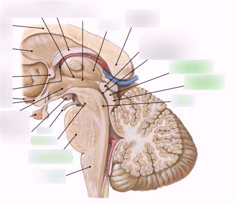 Anat Brainstem Sagittal View Diagram Quizlet