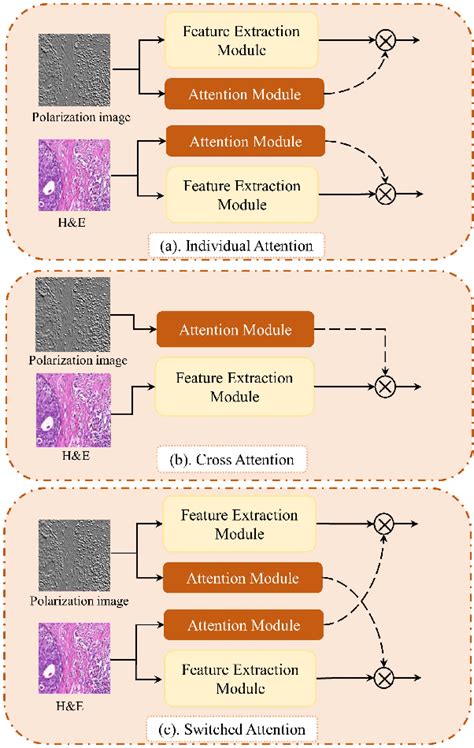 figure 3 from dual polarization modality fusion network for assisting pathological diagnosis