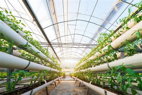 La Culture Sous Serre Avantages Pour Lagriculture UPP
