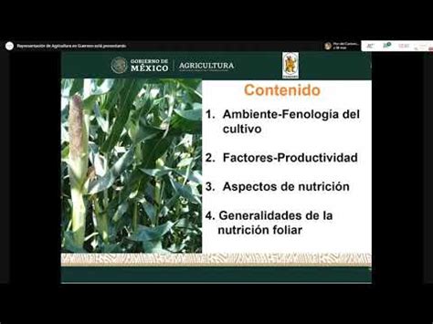 Seminario Nutrici N Foliar En El Cultivo De Ma Z Youtube