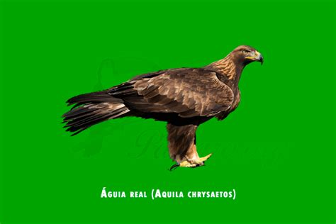 10 Maiores aves de rapina do mundo Pássaros