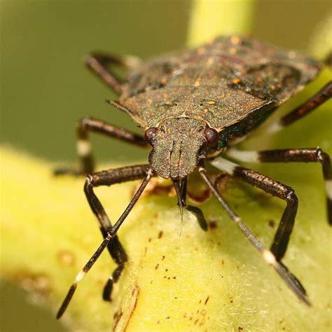 Stink Bug Removal Identifying Stink Bugs Doctor Pest