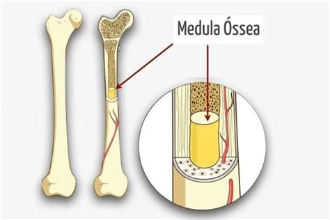 Medula Ssea O Que Fun O Transplante E Requisitos Para Doa O