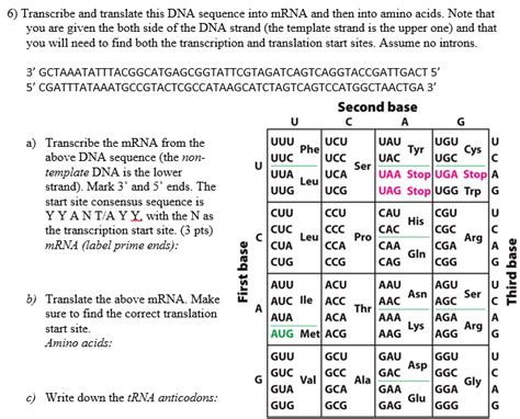 Solved Transcribe And Translate This Dna Sequence Into Chegg
