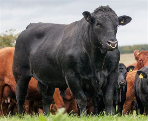 Cattle Breeds Beef Flashcards Quizlet