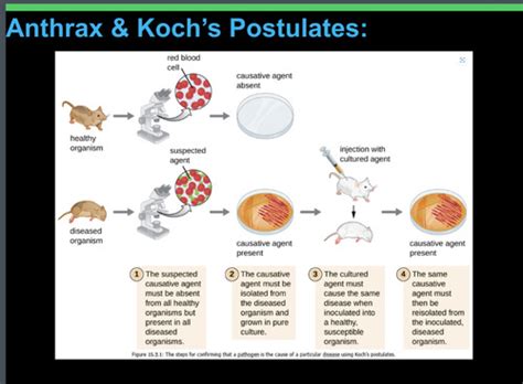 Chapter Principles Of Disease And Epidemiology Flashcards Quizlet