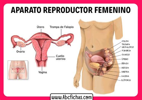 Aparato Reproductor Femenino Ciclo menstrual Menstruación