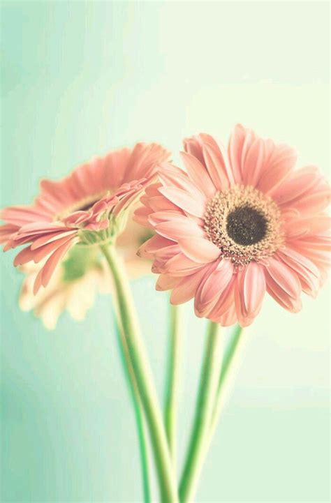 Top 56 Imagen Pastel Fondos De Flores Abzlocal Mx