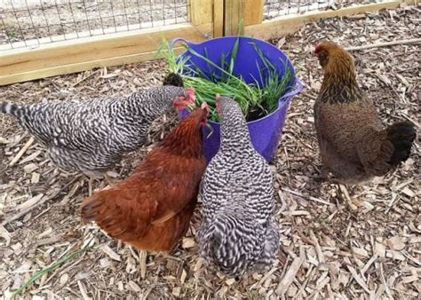 9 Consejos Para Lograr Que Las Gallinas Pongan Huevos Asiduamente Eco