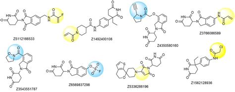 Cereblon 配体和功能化中间体 Enamine中国