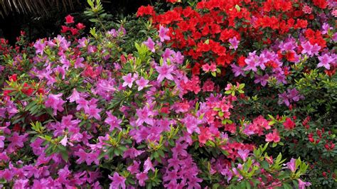 Azalea Seg N El Feng Shui Por Qu Esta Planta Atrae Buena Suerte Al
