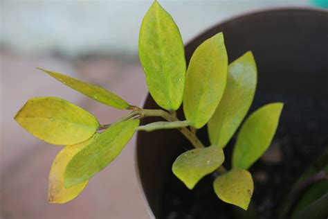 Zamioculcas Con Hojas Amarillas Huerto En Casa