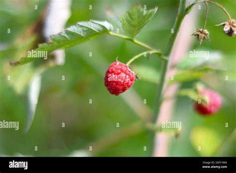 Lampone Rosso Immagini E Fotos Stock Alamy