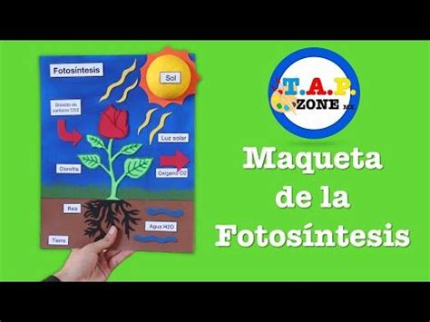 Como Hacer La Maqueta De La Fotosintesis TAP ZONE Mx YouTube En