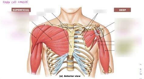 Lab Anterior Muscles Diagram Quizlet