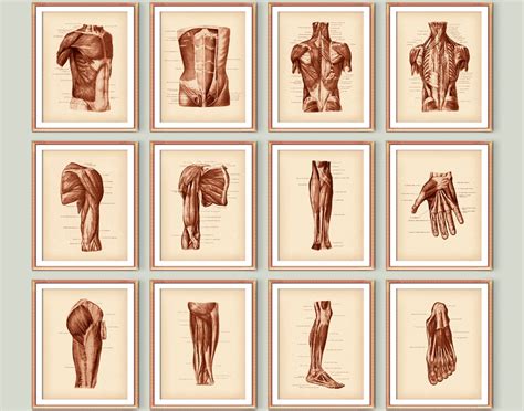 Human Anatomy And Physiology Vintage Posters Musculoskeletal System