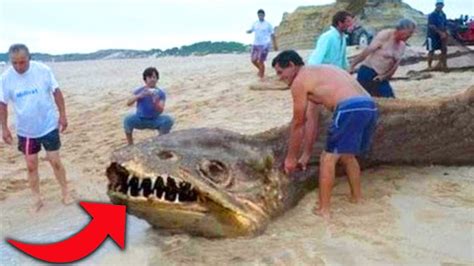 8 Creaturi Misterioase Gasite Pe Pamant YouTube