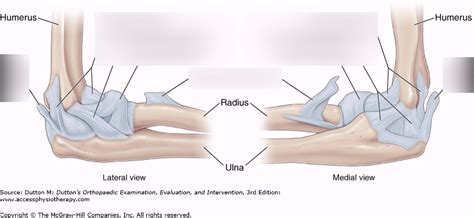 Elbow Joint Ligaments Diagram Quizlet
