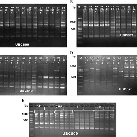 polymorphic intersimple sequence repeat issr marker profiles for 44 download scientific