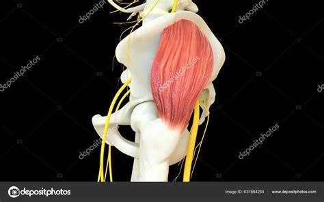 Gluteus Medius Muscle Anatomy Medical Concept Illustration Stock Photo