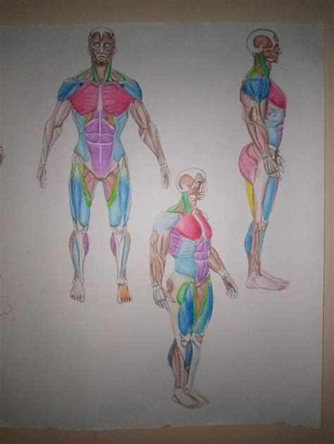 Anatomie Du Corps Humain